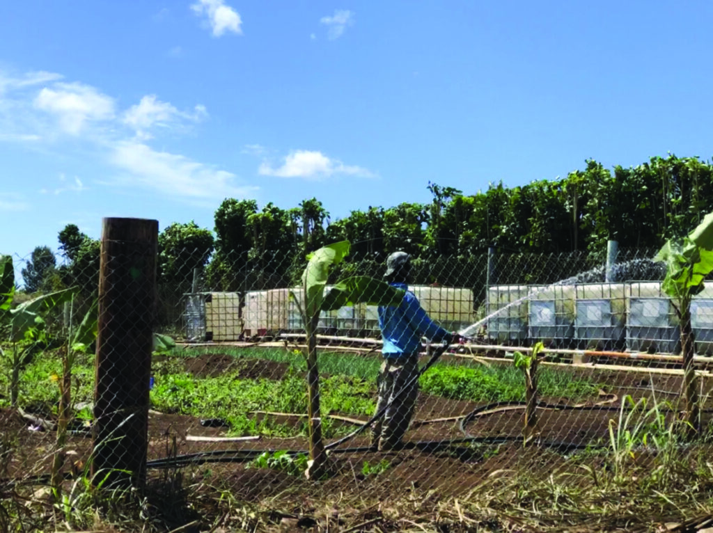 Kunia Loa Ridge Farmland, khu dân cư mới của người Việt tại Hawaii ...